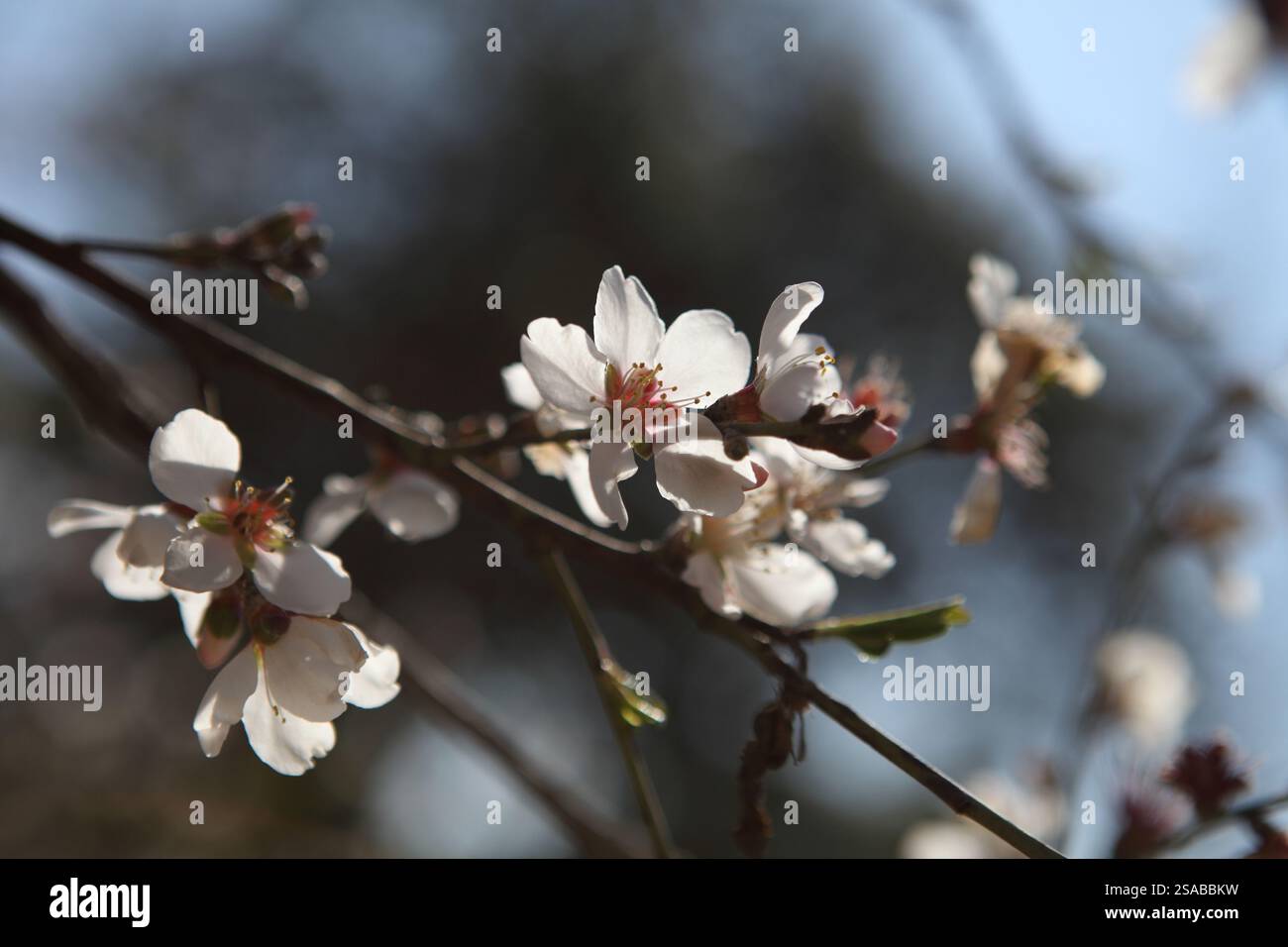 Branches of a blooming Shkedia, blossoming Common Almond Tree, a ...