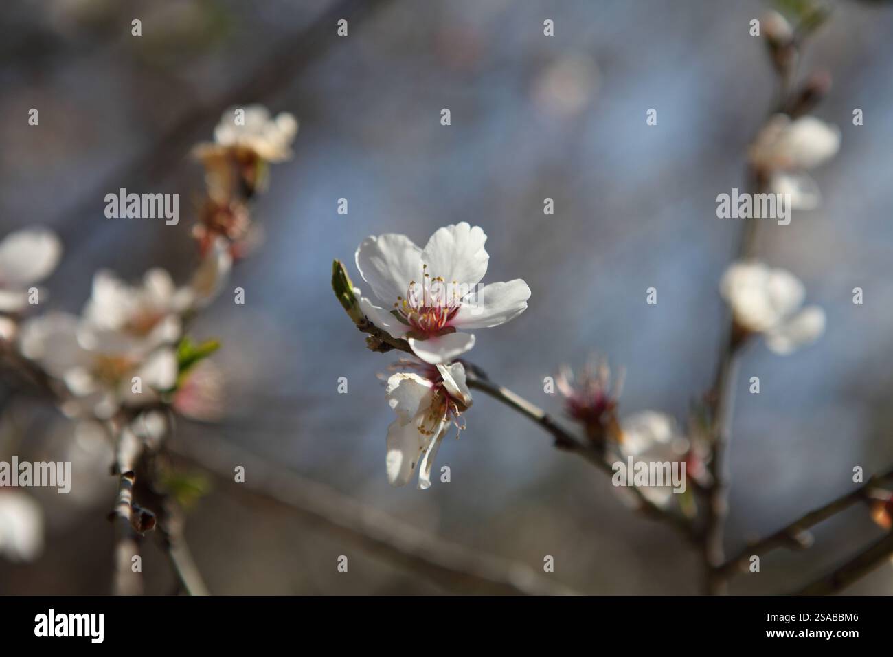 Branches of a blooming Shkedia, blossoming Common Almond Tree, a ...