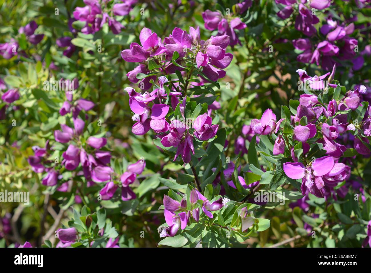 Myrtle leaf milkwort flower, also known as Polygala myrtifolia ...