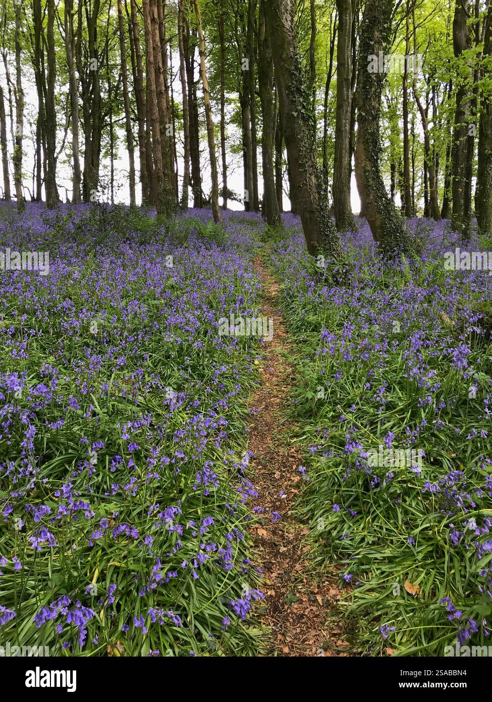 Path through bluebell woods in Spring, Dorset, England Stock Photo - Alamy
