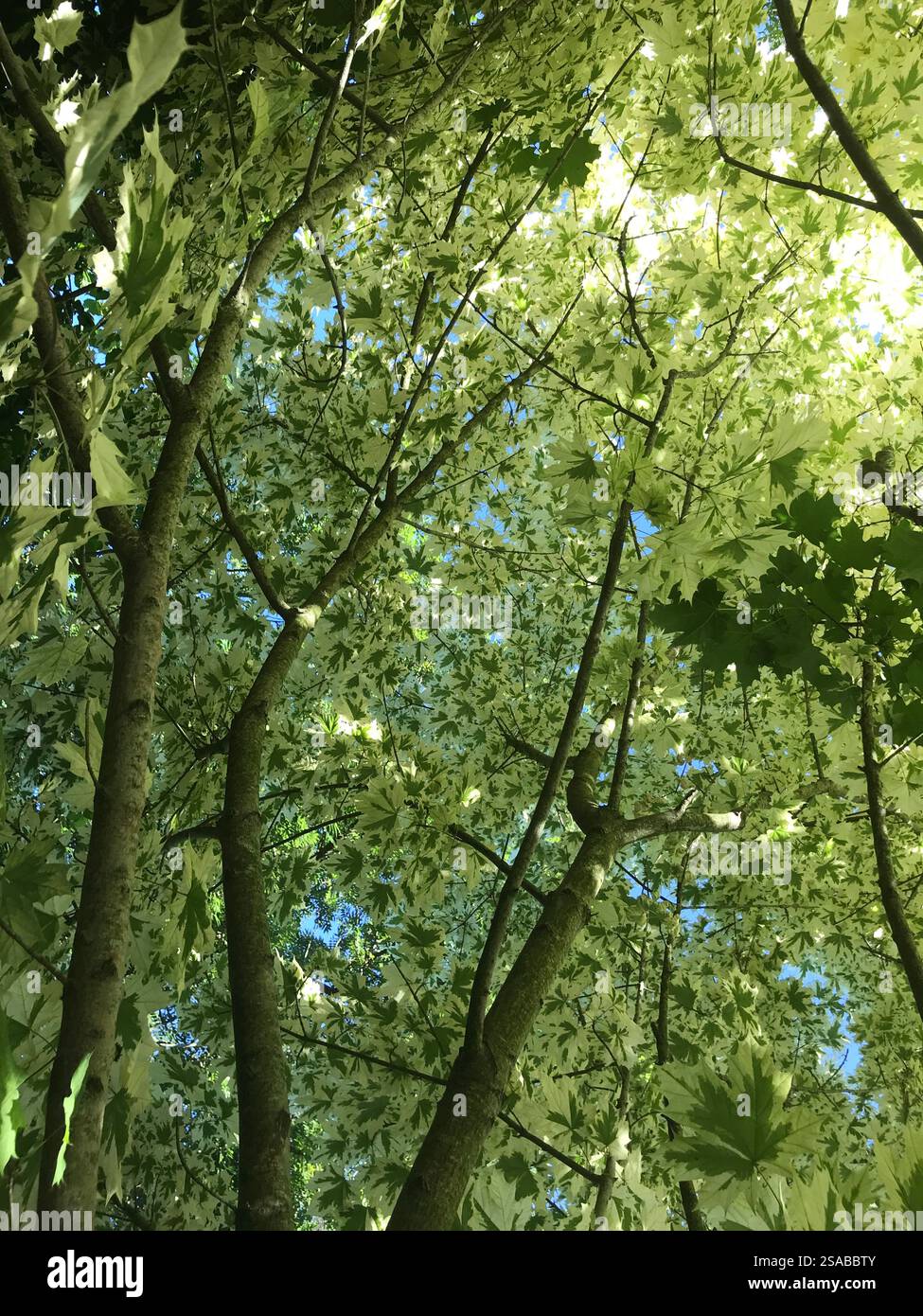 Silver Variegated Norway Maple Tree also known as Acer platanoides ...