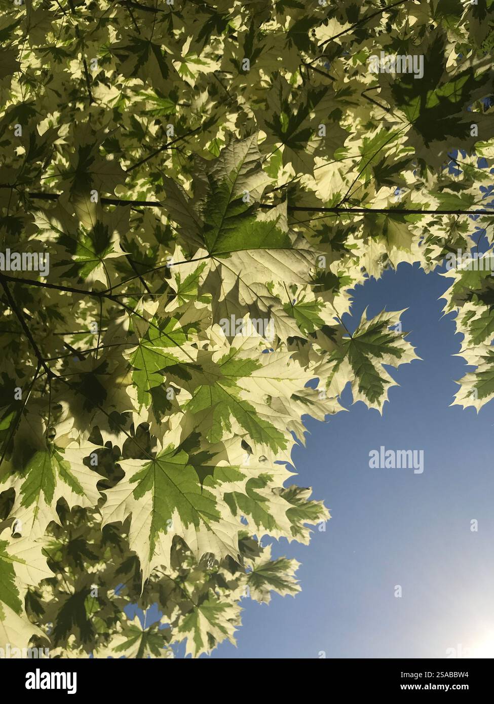Silver Variegated Norway Maple Tree also known as Acer platanoides ...