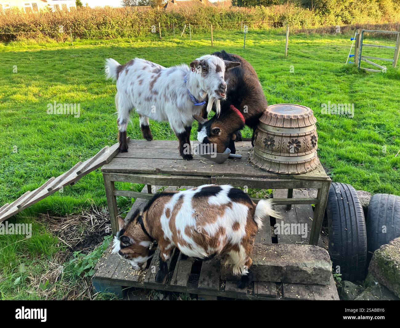 Three cute pet pygmy goats on climbing frame in a field, having a snack ...