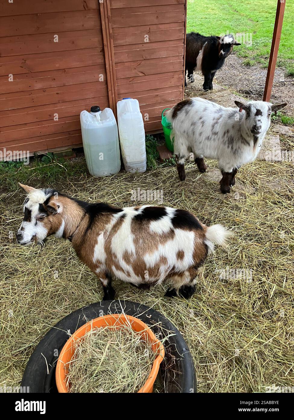 Three cute pet Pygmy goats and a bucket of hay Stock Photo - Alamy