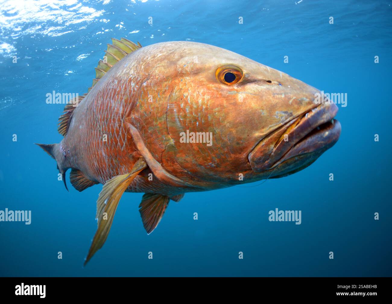 A powerful cubera snapper patrols the waters off the Florida coast, its ...