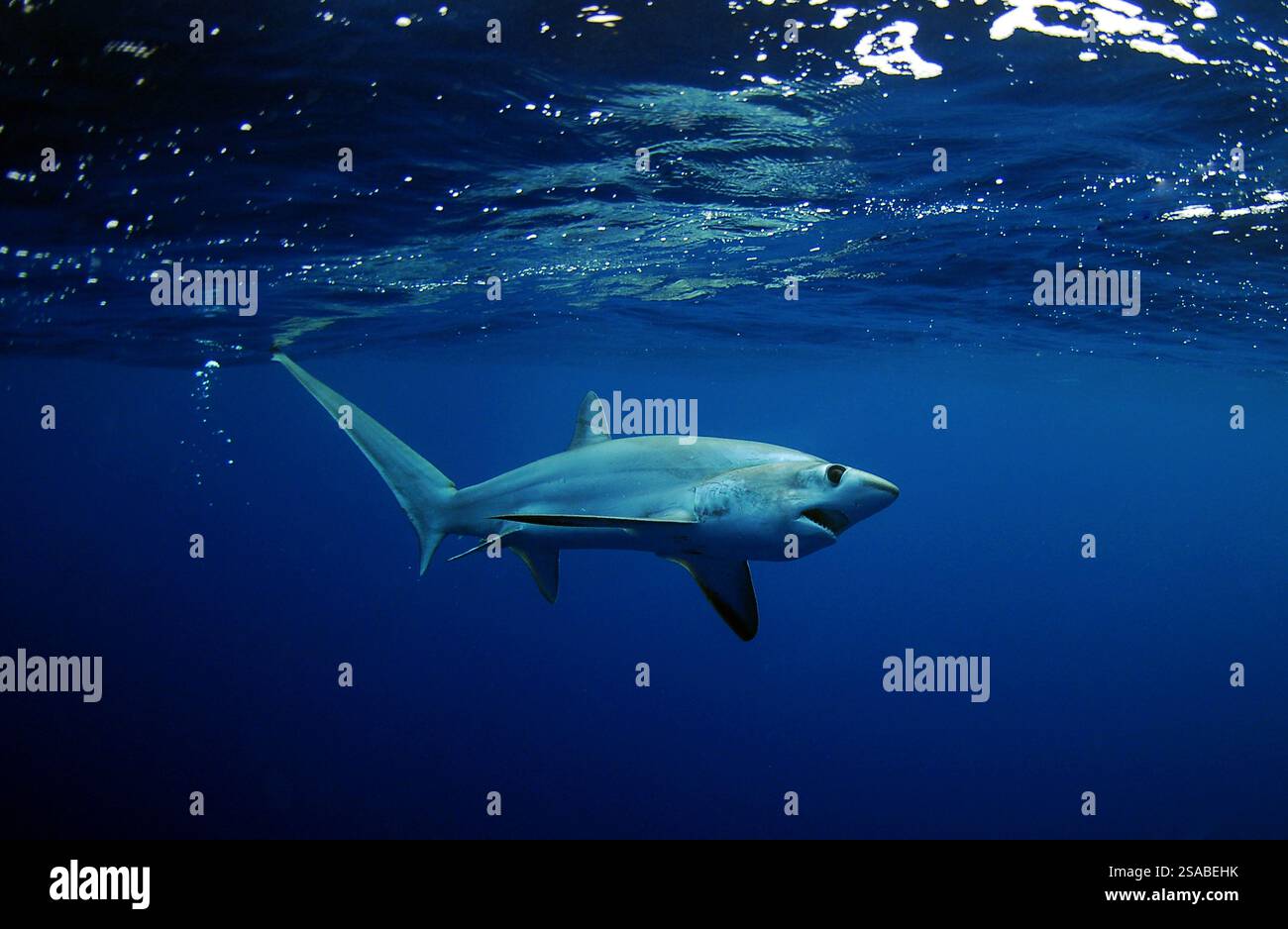 A majestic bigeye thresher shark glides through the deep blue waters of ...