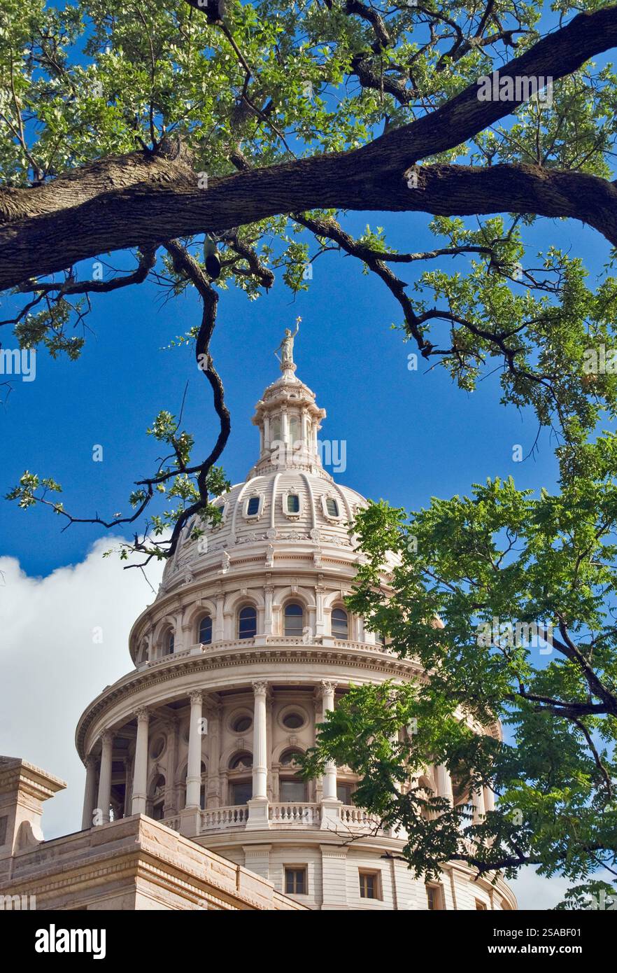 Capitol tree hi-res stock photography and images - Alamy