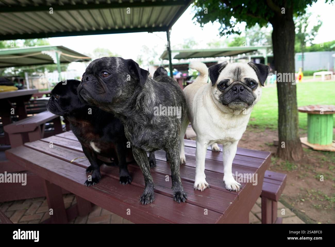 Rescued pug pose for a photograph in the home of Cheryl Gaw in ...