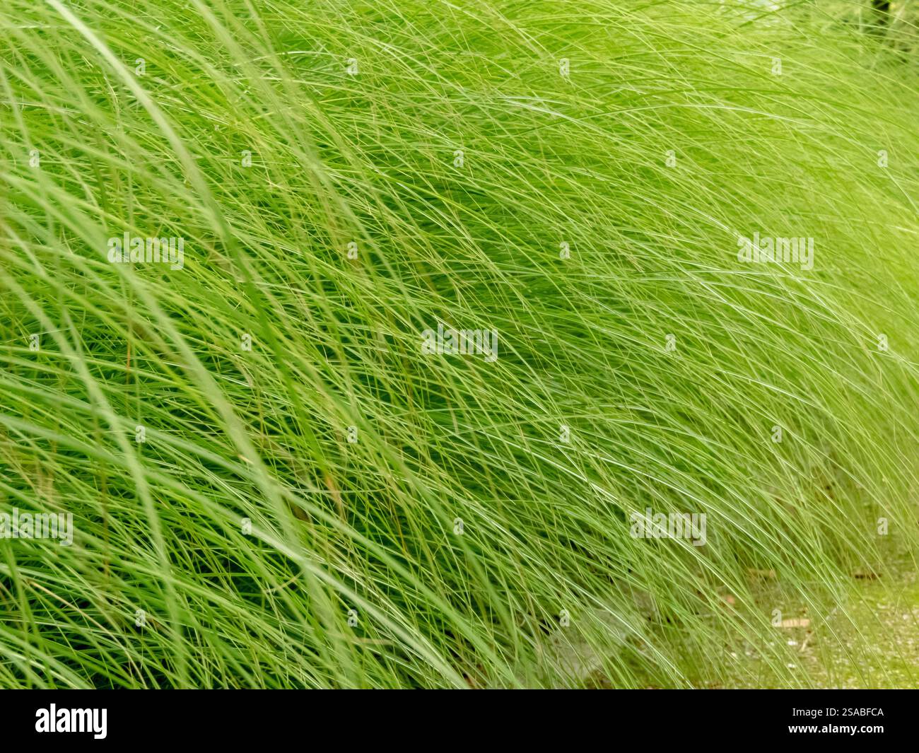 Miscanthus sinensis ornamental grass fine texture. Elalia bright green ...