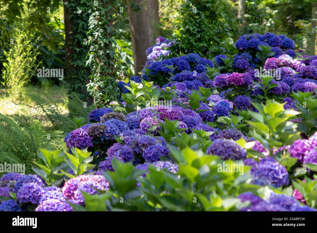 Dark blue and purple hydrangea flowering plants. Hortensia ornamental ...