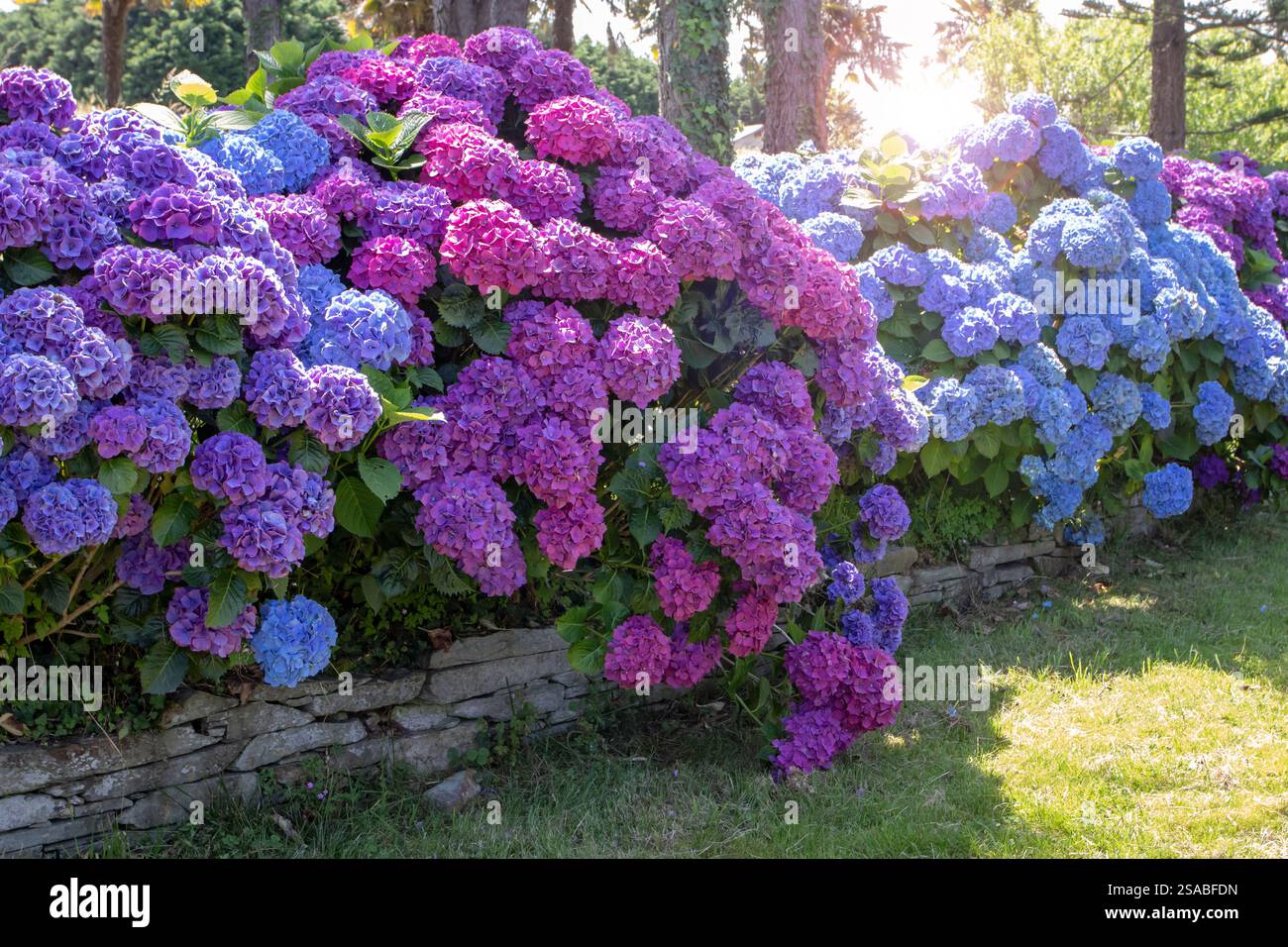 Slate retaining wall decorated with purple and blue hydrangeas garden hedge. Hydrangea ...