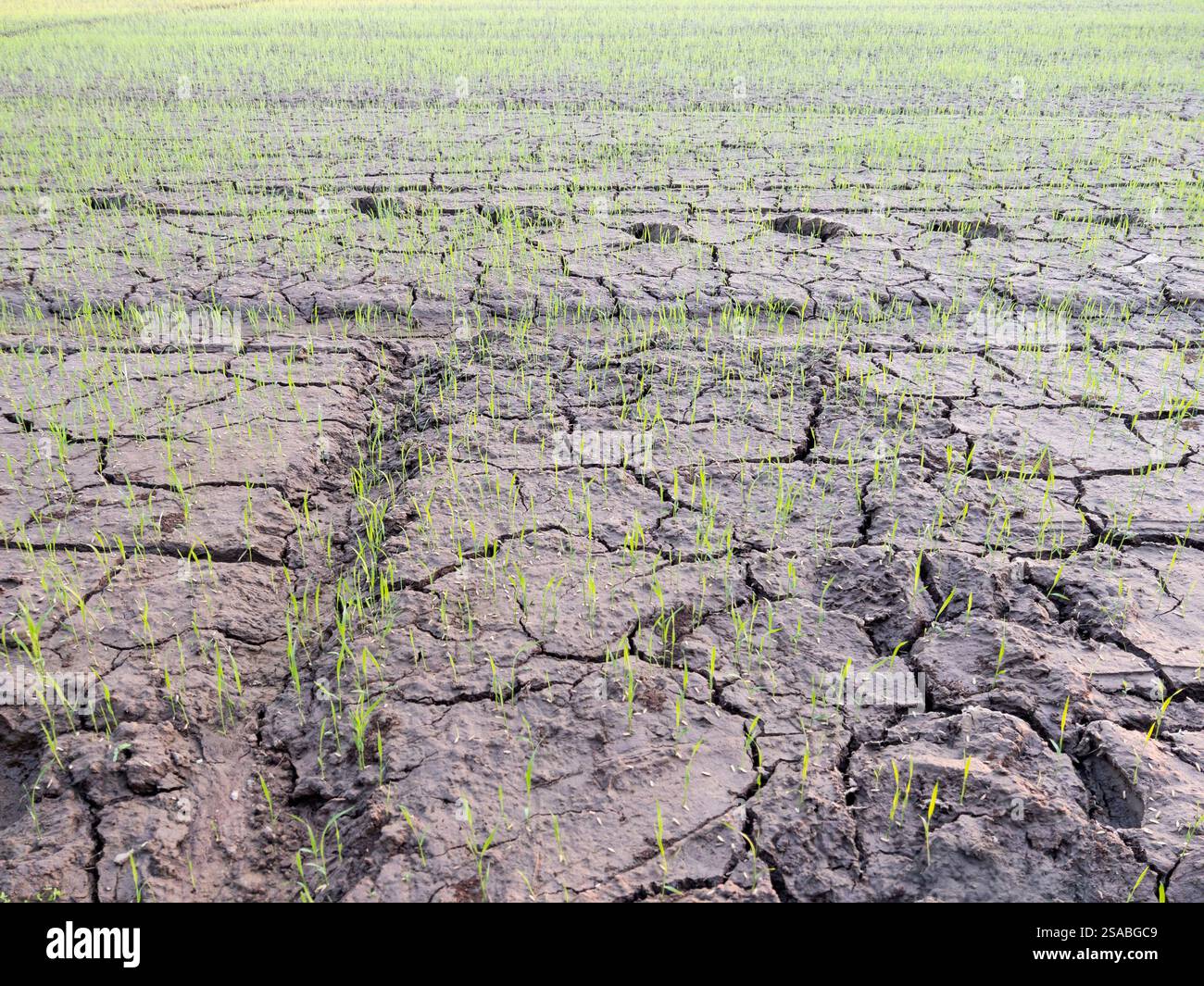 Recently planted young rice seedlings emerging from cracked, dry soil ...