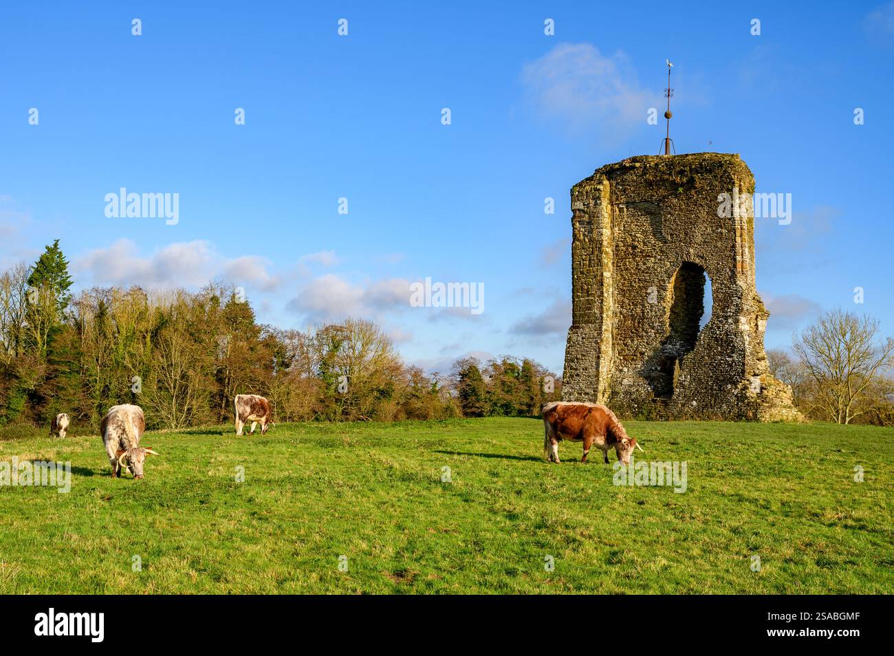 Knepp Castle Remains. The last standing wall of the medieval, defensive ...