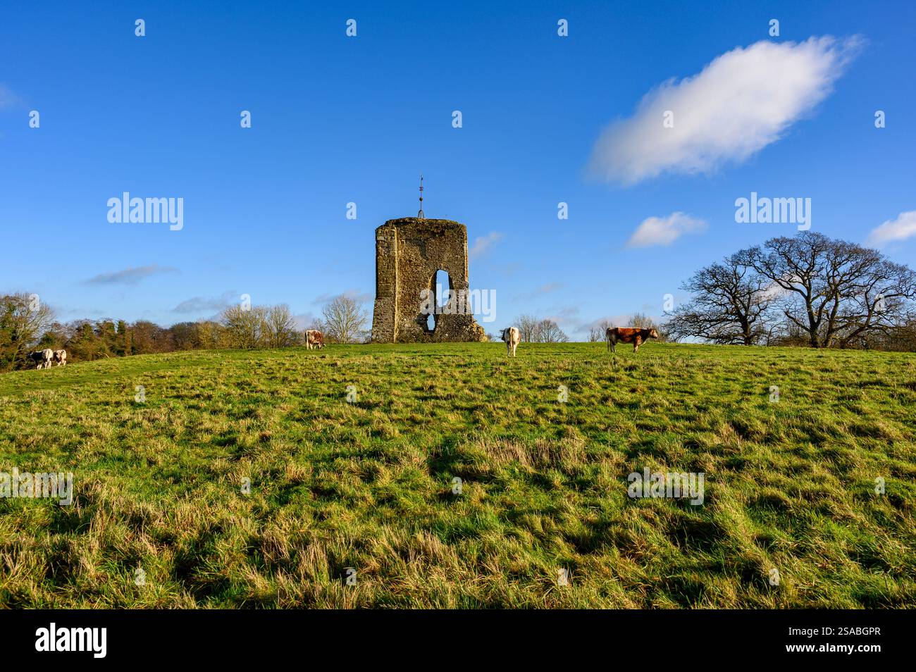 Knepp Castle Remains. The last standing wall of the medieval, defensive ...