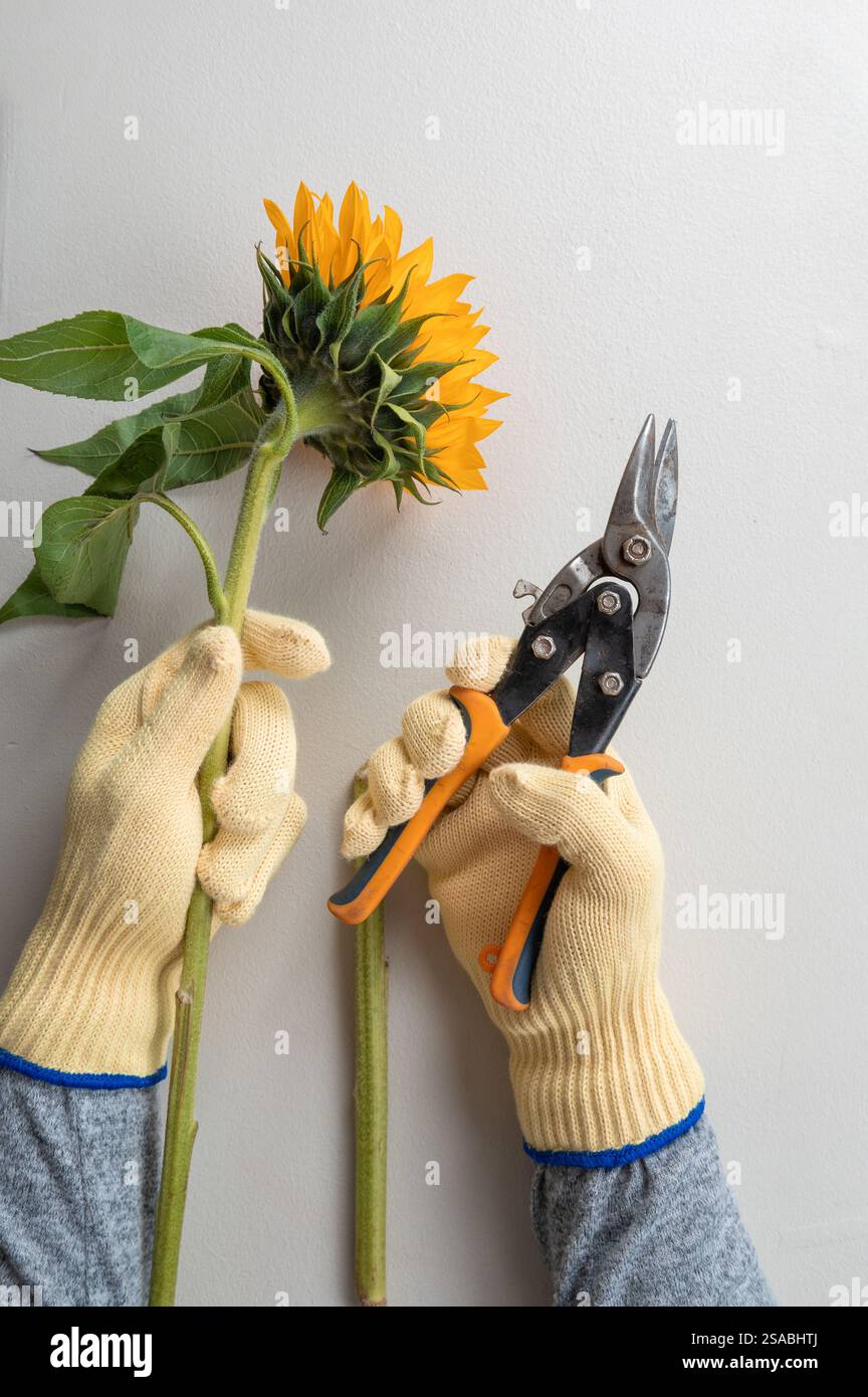 Gardening gloves and pruning shears for pruning sunflowers Stock Photo ...