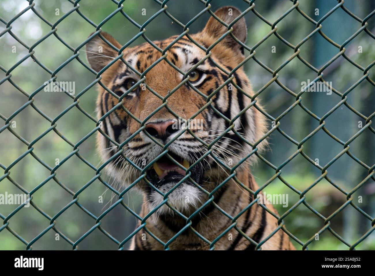 National Zoologic gardens in Colombo, Sri Lanka A Bengal Tiger looks ...