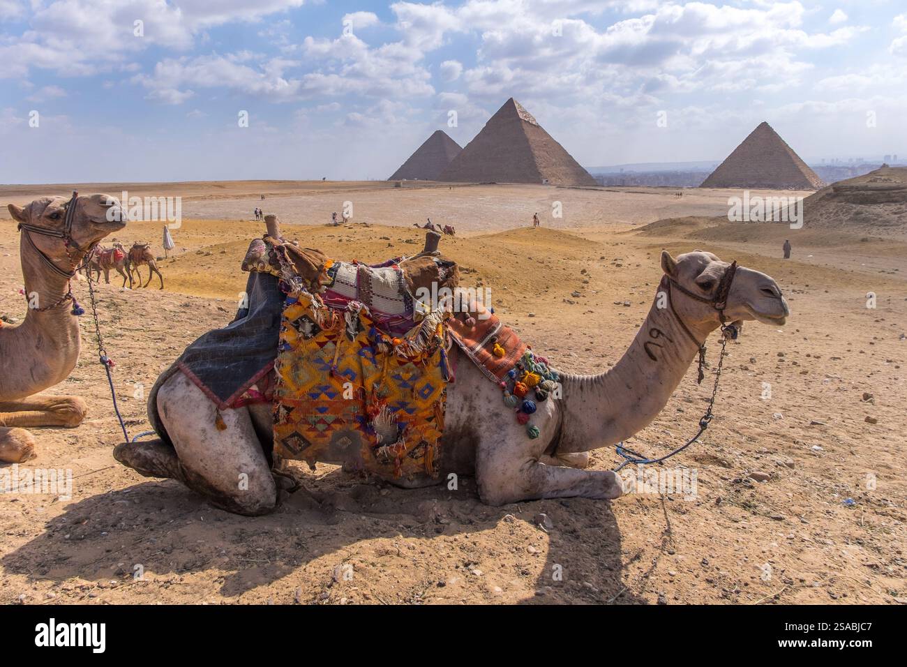 Camels and view of the Pyramids of Giza in the city of Cairo, the ...