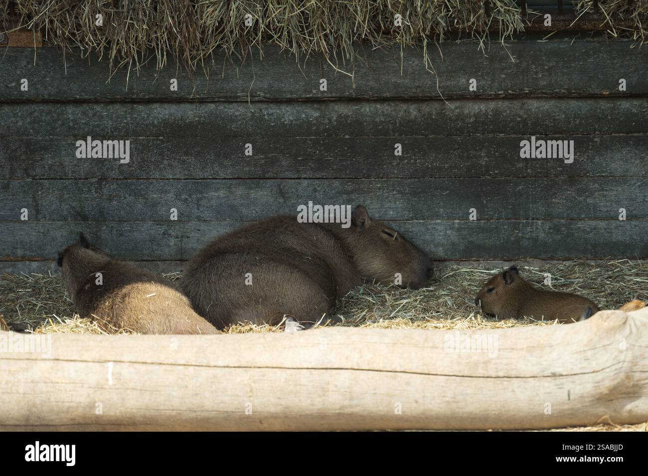 Capybara or greater capybara Hydrochoerus hydrochaeris is a giant cavy ...