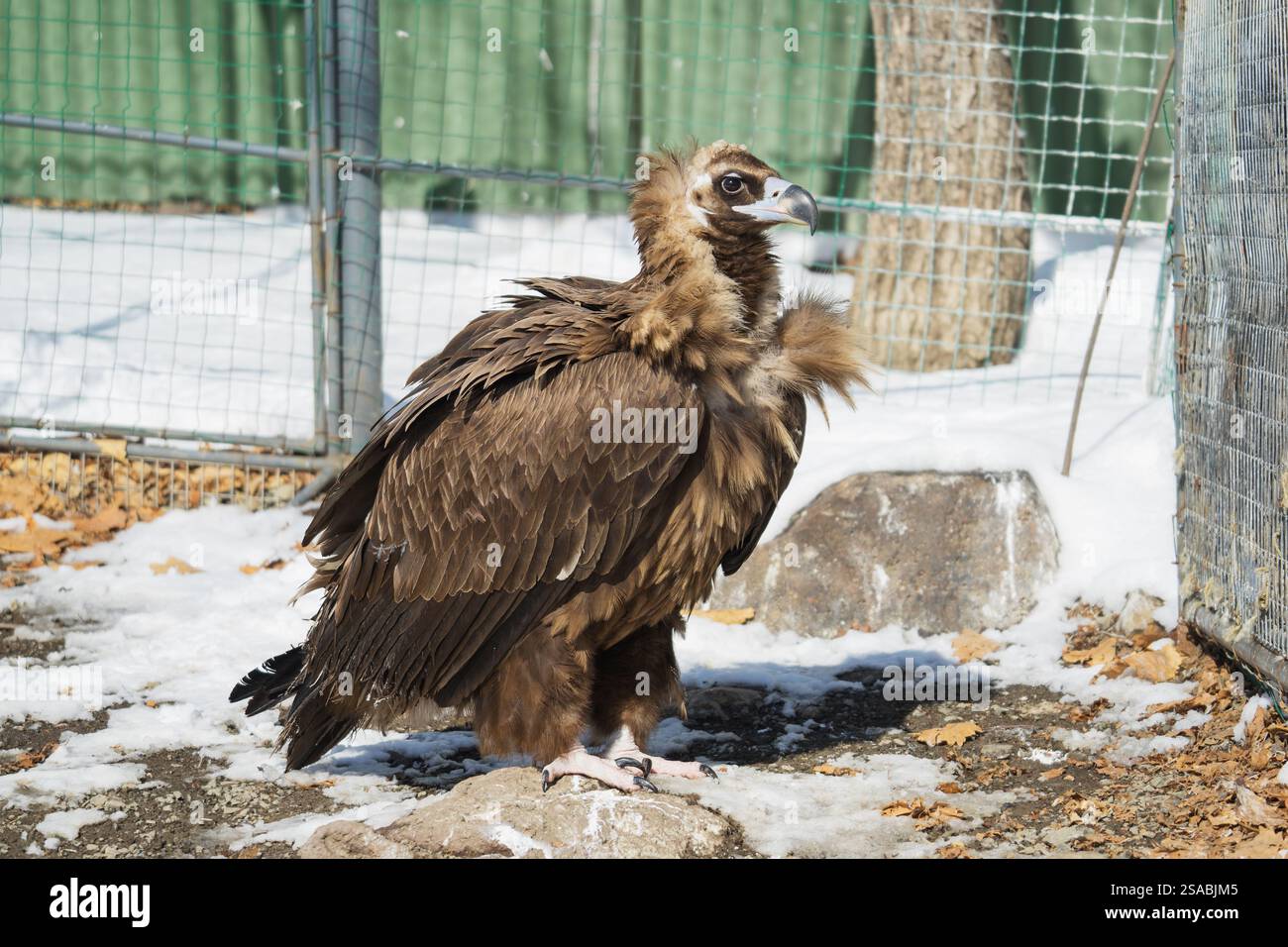 Cinereous vulture or Aegypius monachus is large raptor in family Accipitridae and distributed ...