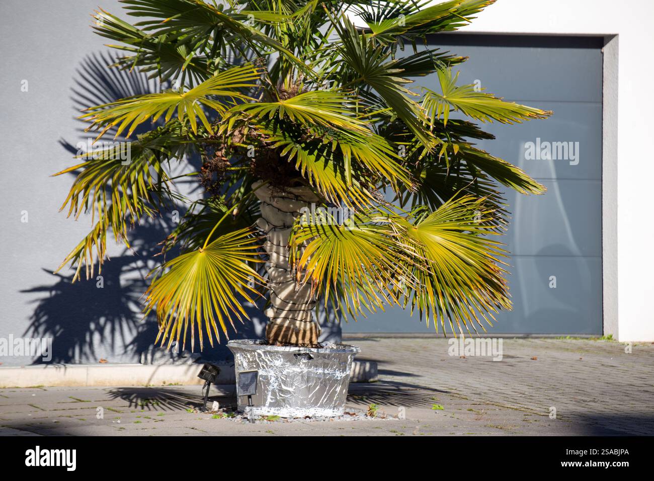 Winter-protected palm tree in front of a residential building in ...