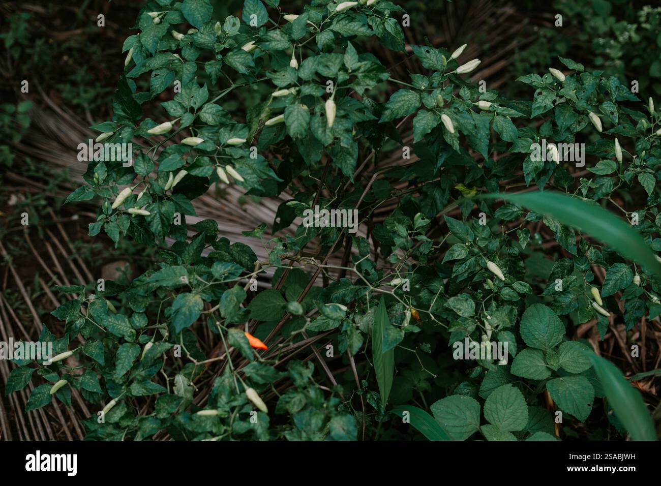 White chili peppers growing on a plant, adding a touch of spice to the ...