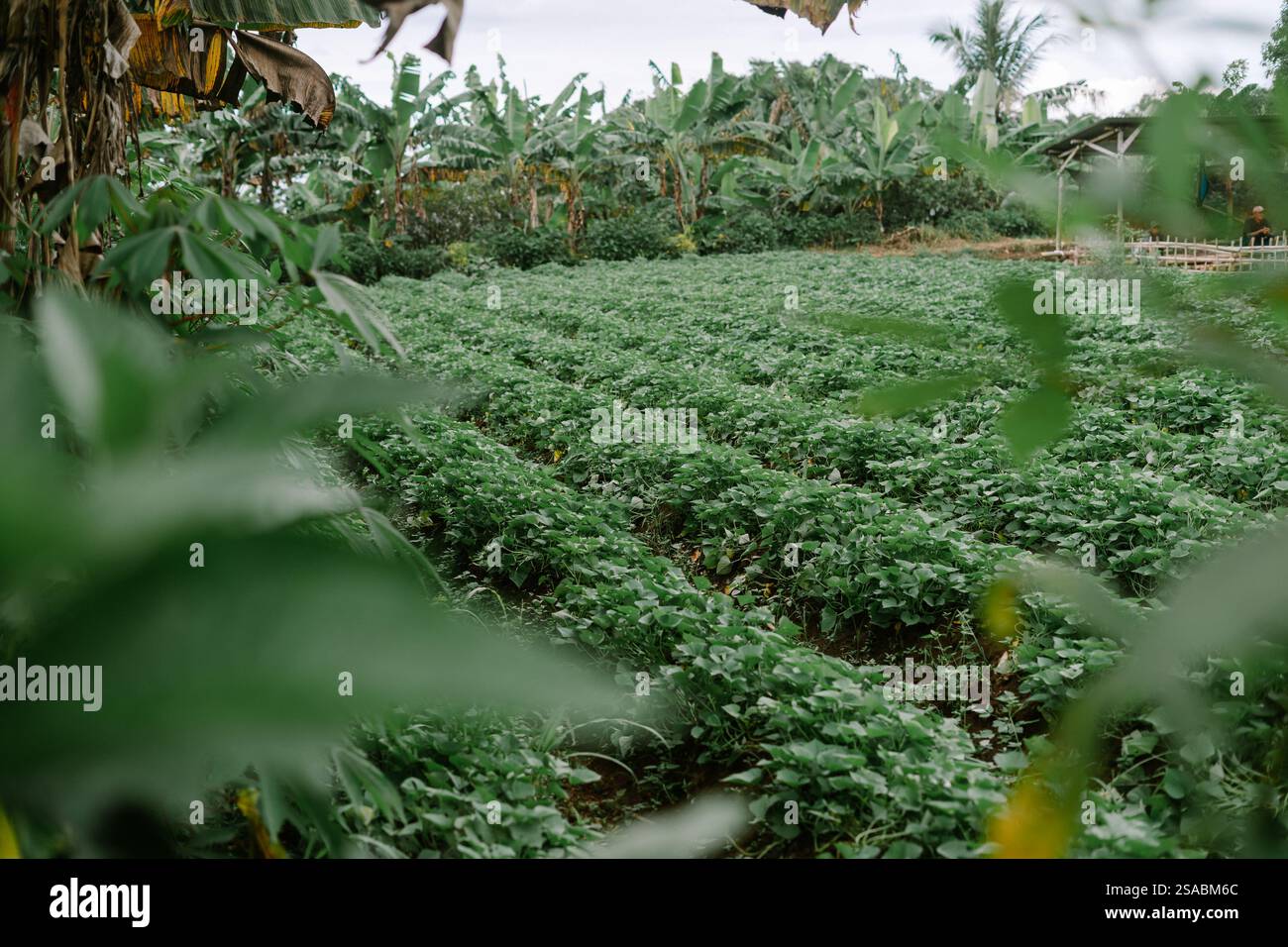 Vertical view neat rows hi-res stock photography and images - Alamy
