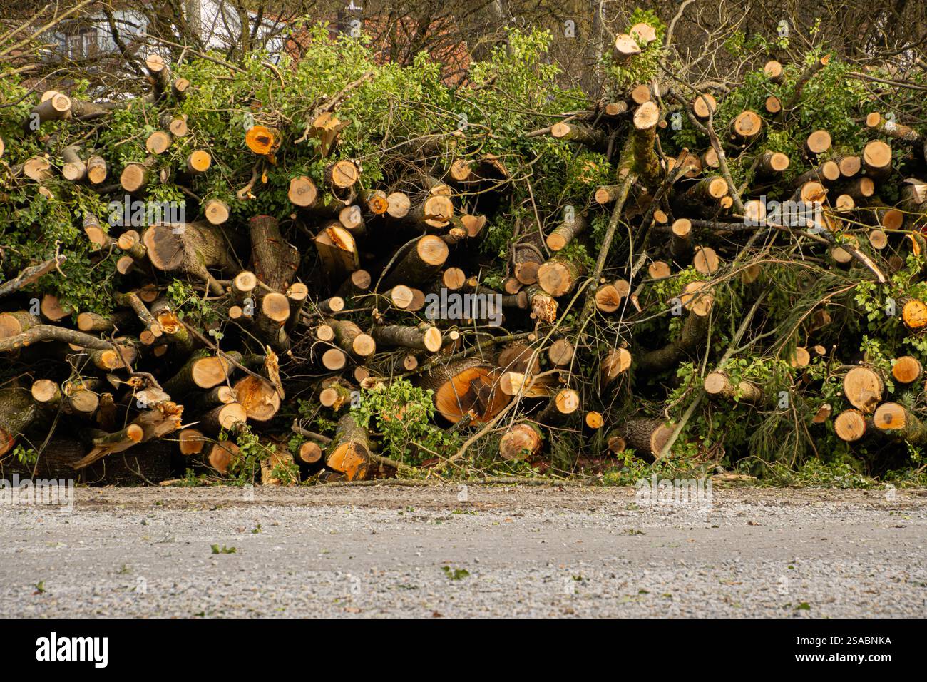 Stacked logs and branches from a forest clearing, showcasing logging ...