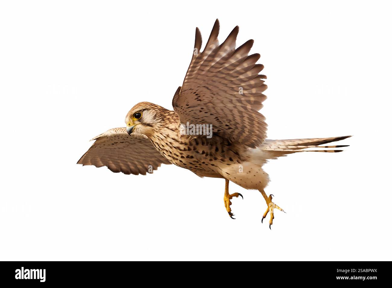 Common kestrel in flight isolated on white background (Falco ...