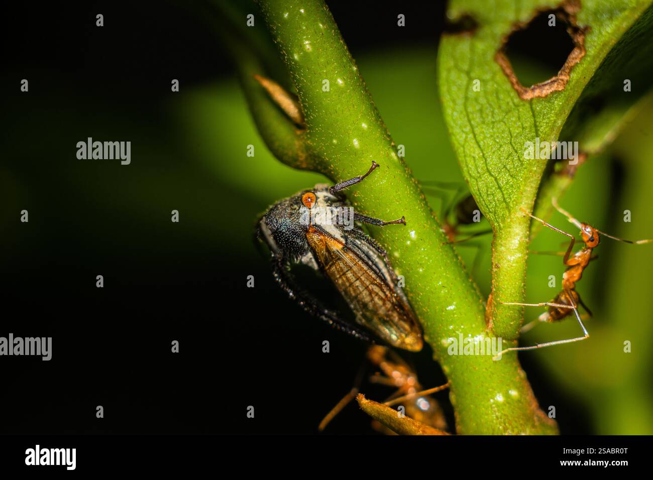 Macro Photography Insects Stock Photo - Alamy