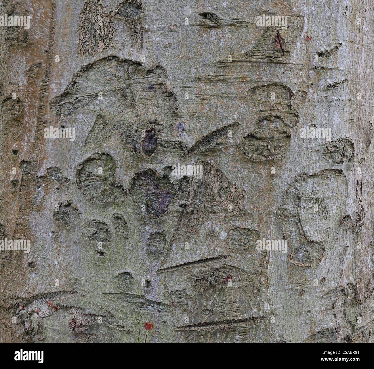 Close up, abstract backdrop, patterns in the bark on a tree trunk in ...