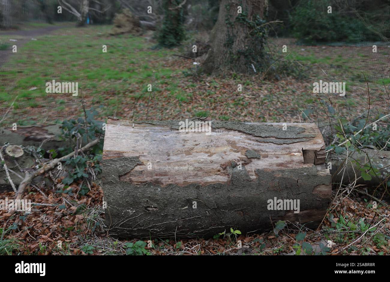 A cut section of a tree trunk partly stripped of its bark, on the woodland floor Stock Photo - Alamy