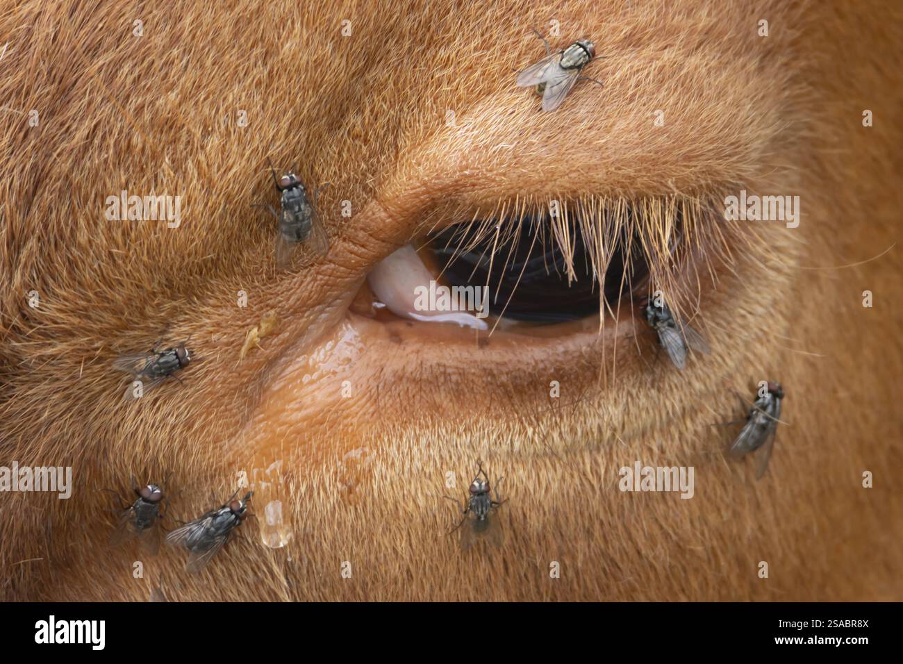 Domestic cattle or cow (Bos taurus) adult farm animal close up of its ...