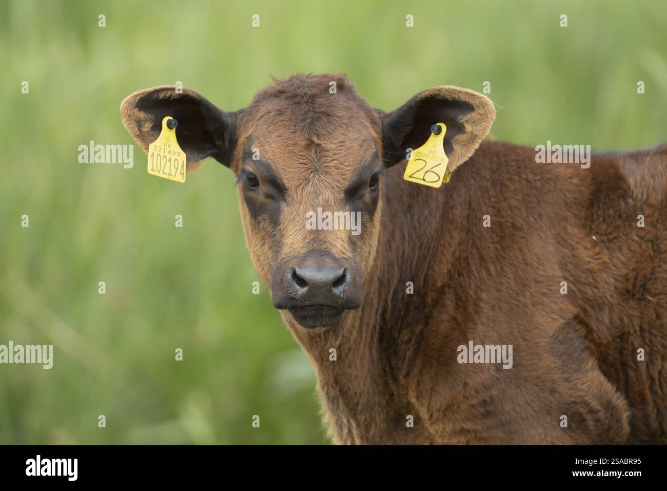 Domestic cattle or cow (Bos taurus) juvenile baby calf farm animal head ...