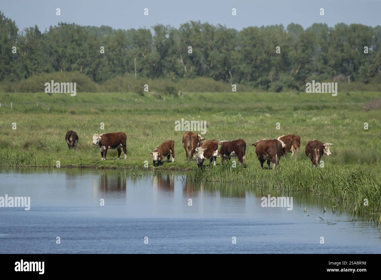 Domestic cattle or cow (Bos taurus) adult farm animals standing in ...
