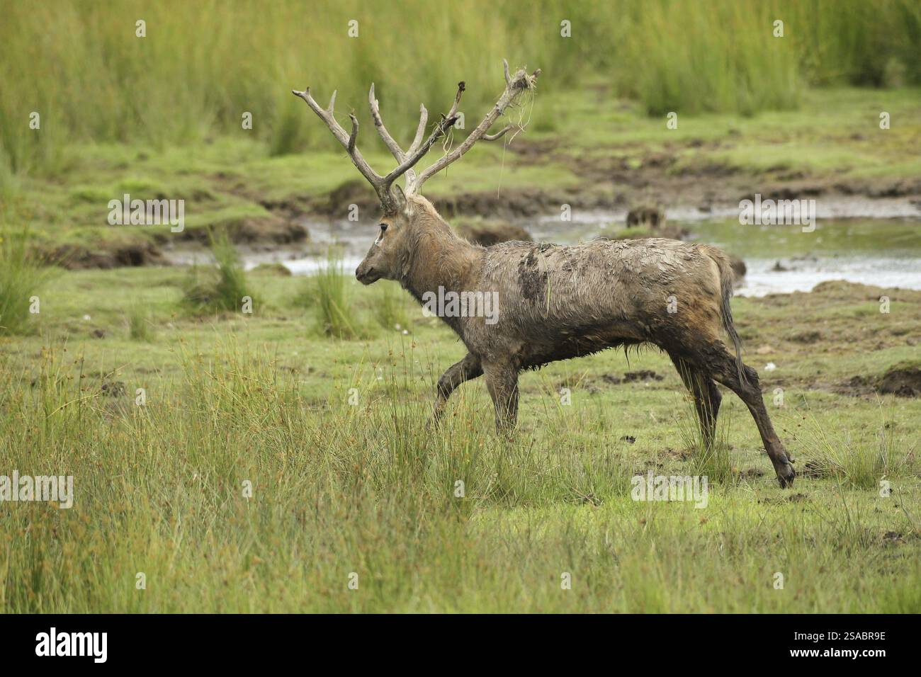 David's deer (Elaphurus davidianus) running along the shore of a lake ...