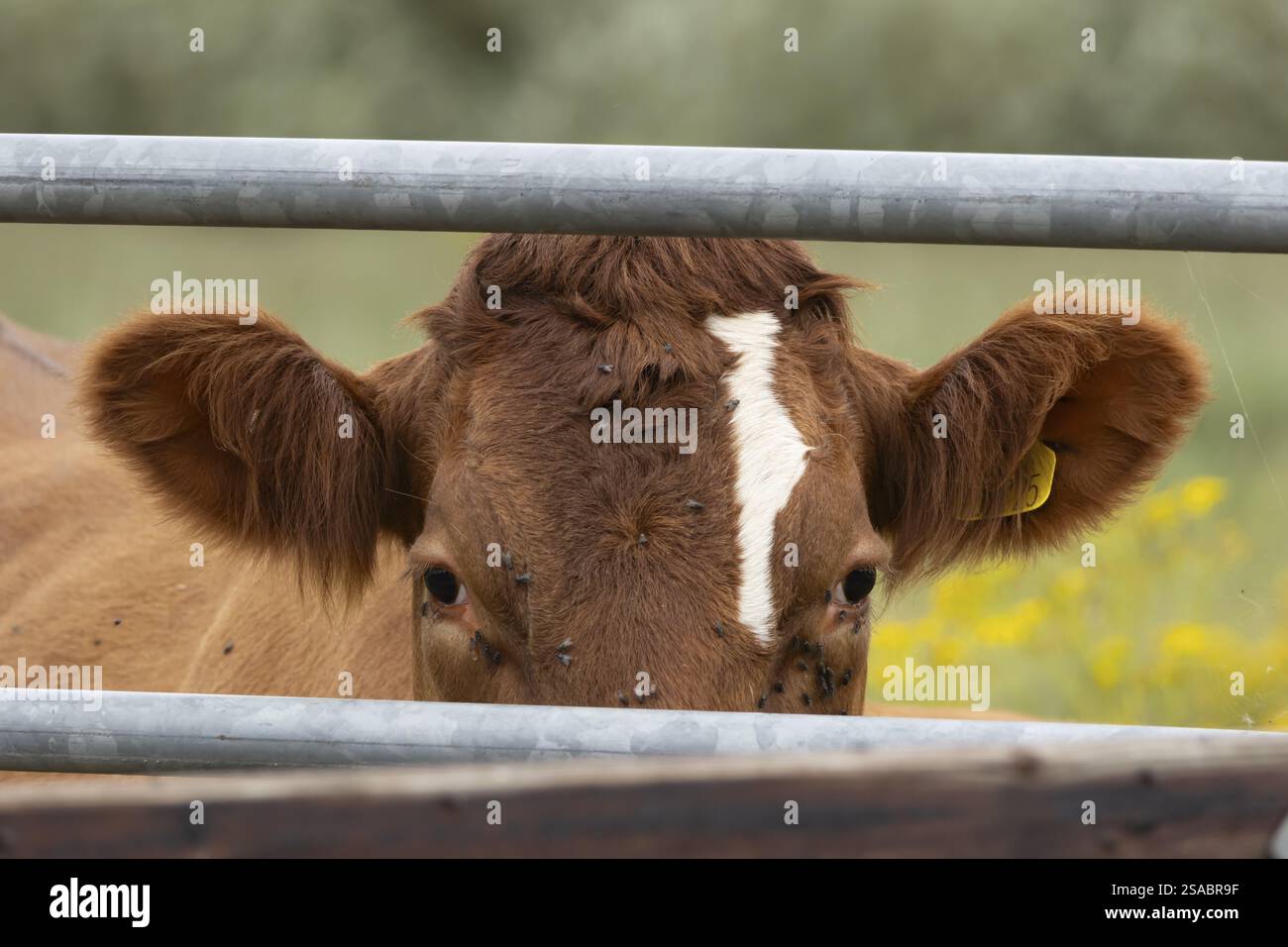 Domestic cattle or cow (Bos taurus) adult farm animal looking through a ...