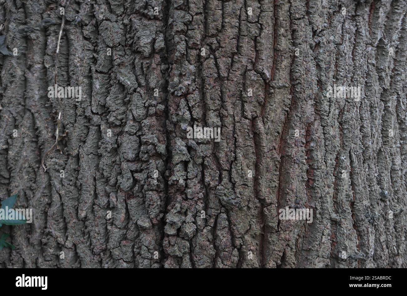 Woodland: Close up, macro backdrop of grey, aging tree bark with ...