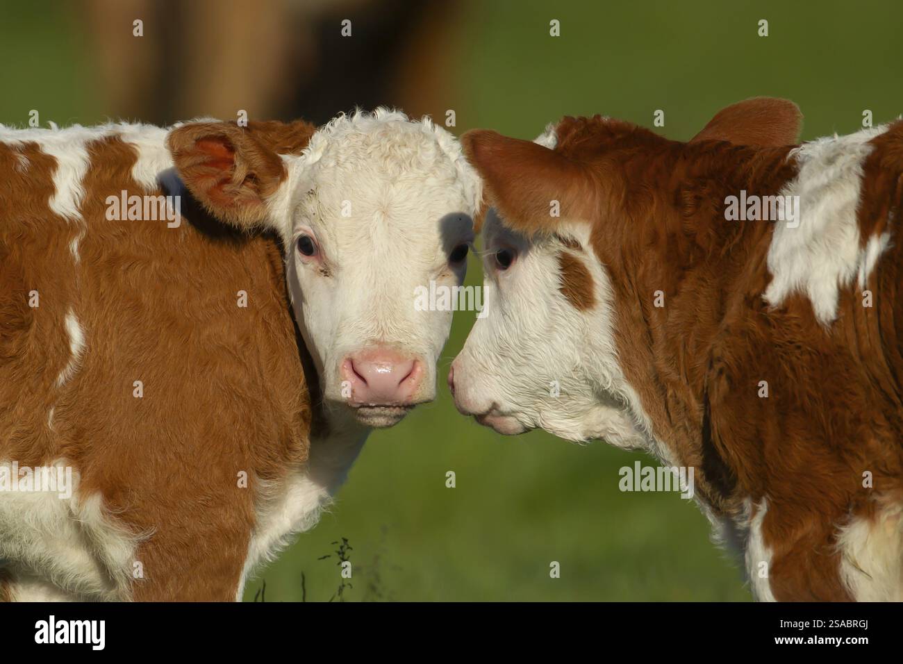 Domestic cattle or cow (Bos taurus) two juvenile baby calves farm ...