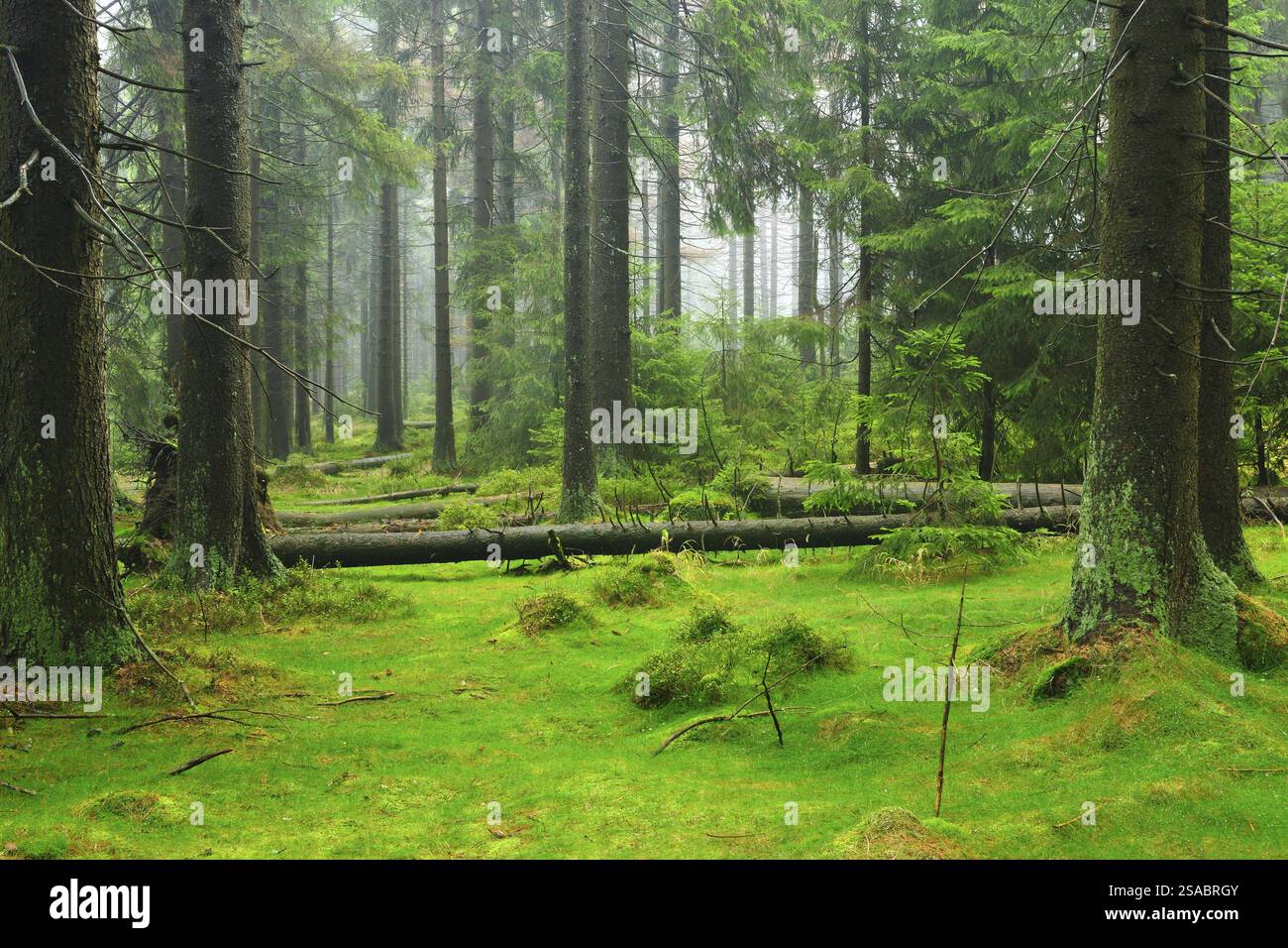 Untouched wilderness in the High Harz, spruce forest from bark beetle ...