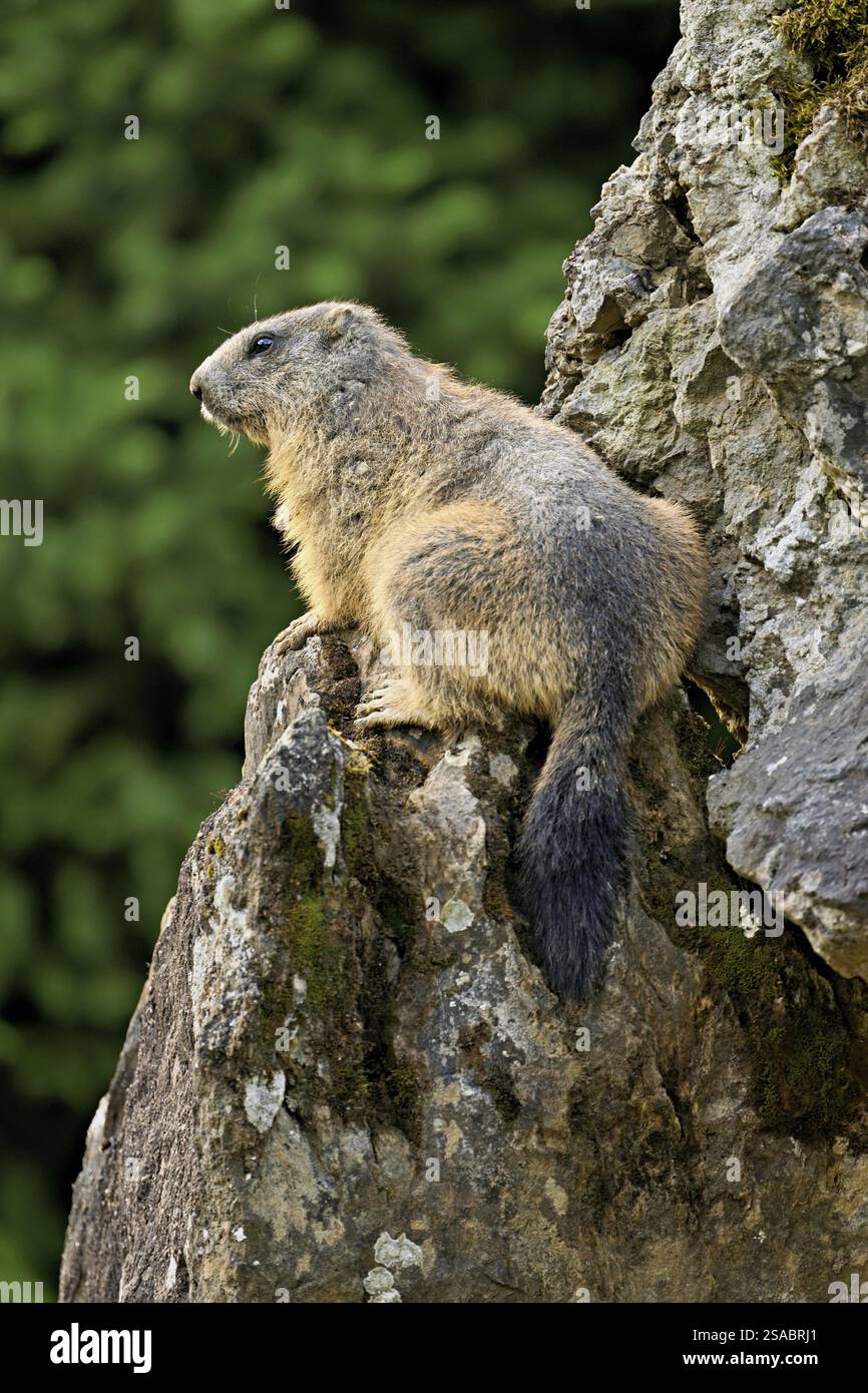 Alpine marmot (Marmota marmota), sitting on rocks, Switzerland, Europe Stock Photo - Alamy