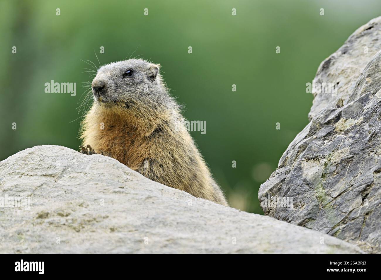 Alpine marmot (Marmota marmota), sitting on rocks, Switzerland, Europe Stock Photo - Alamy