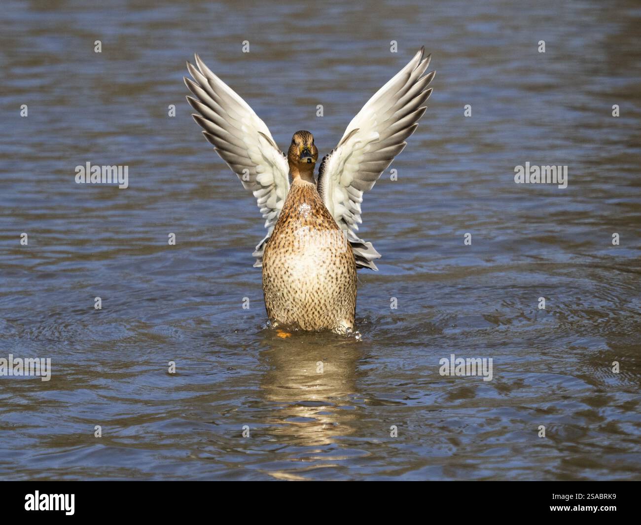 Mallard (Anas platyrhynchos), female duck flapping its wings on a lake ...