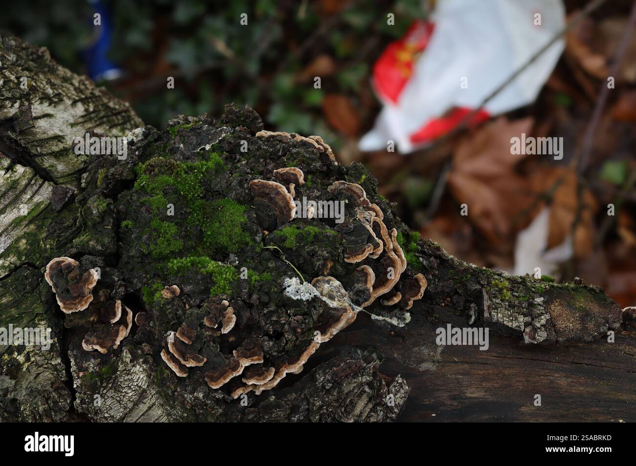 A fallen birch tree with rotting bark and the Turkey Tail mushroom and ...