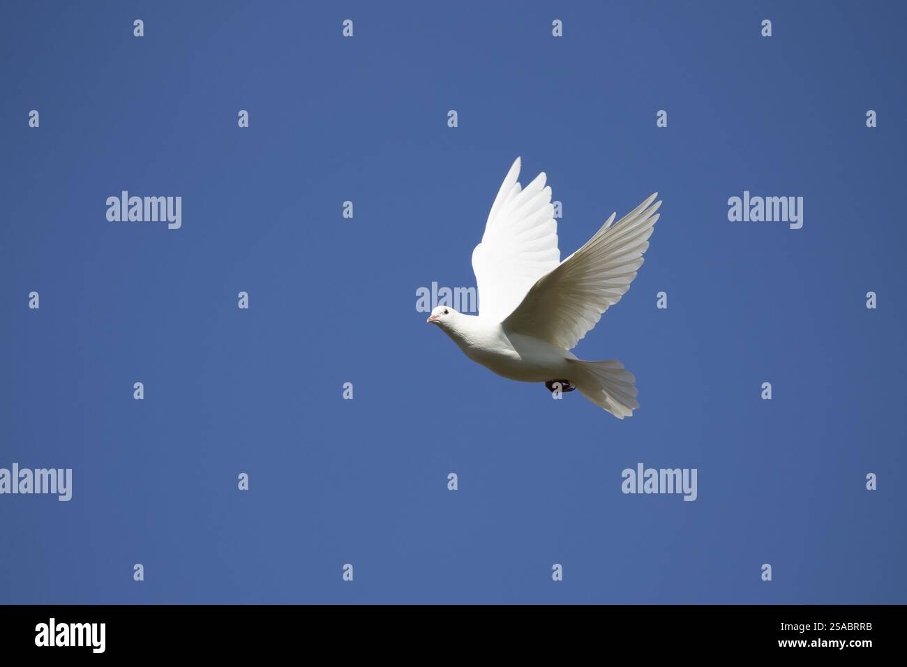 White or Release dove (Columba livia domestica) adult bird in flight ...