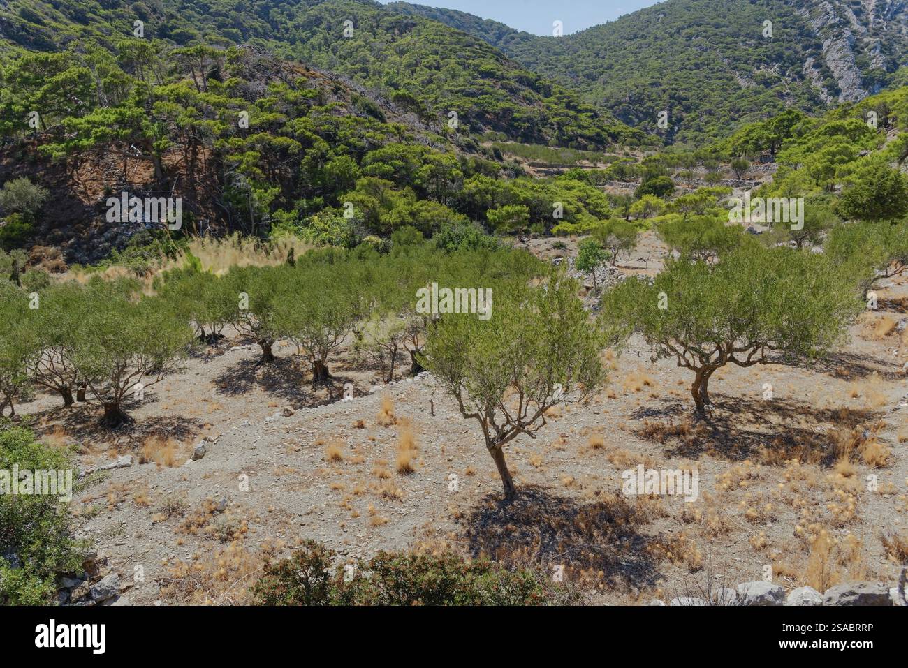 Olive trees grow in a dry valley surrounded by hills, hiking trail from ...