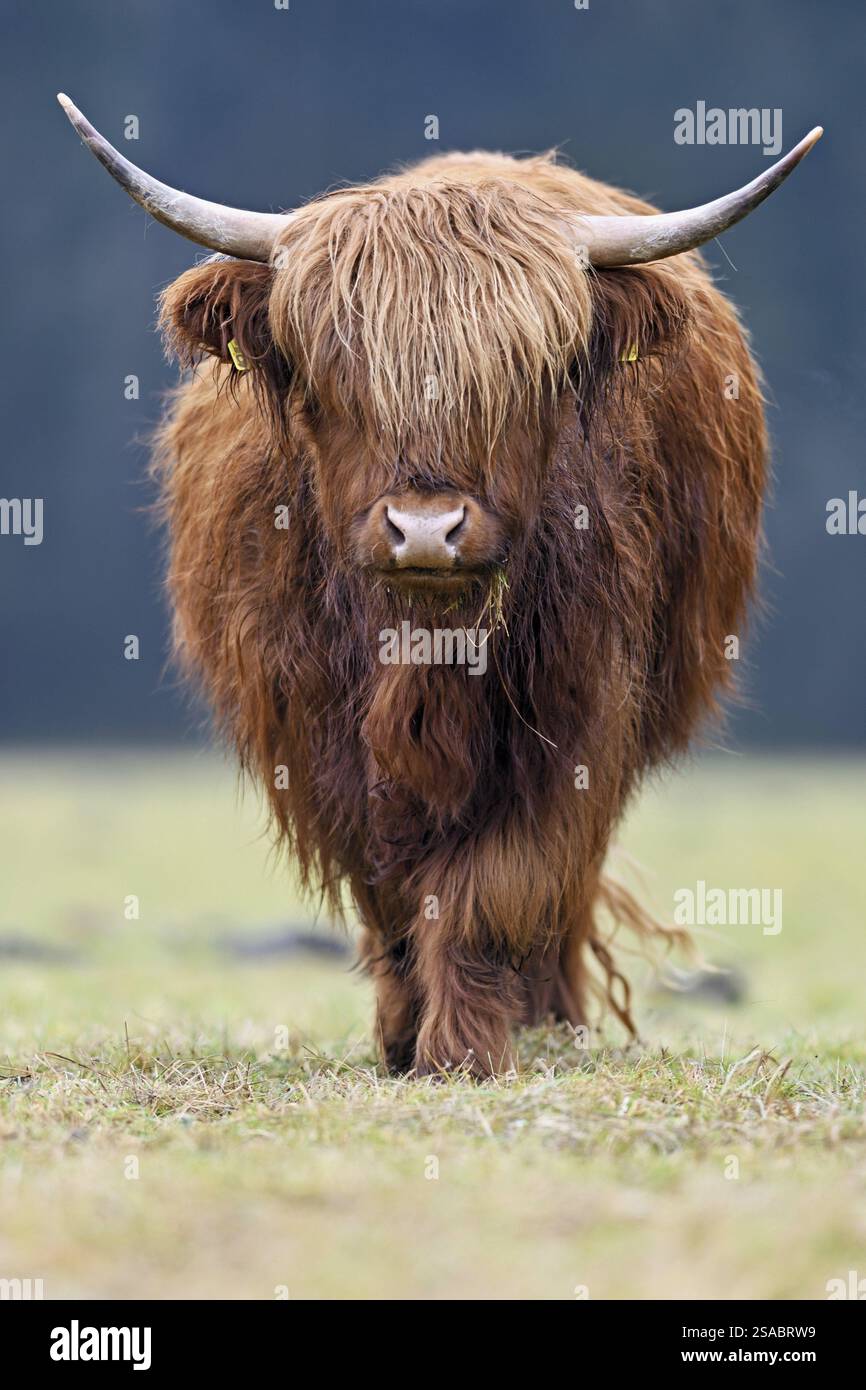 Highland cattle (Bos taurus), adult animal standing in a meadow ...