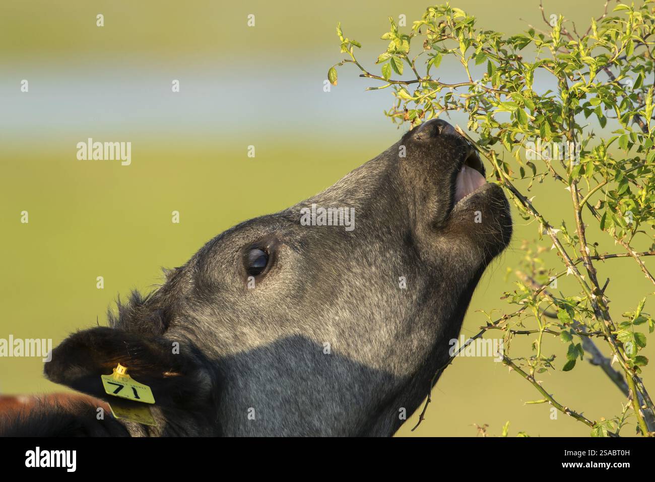 Domestic cattle or cow (Bos taurus) adult farm animal eating a wild ...