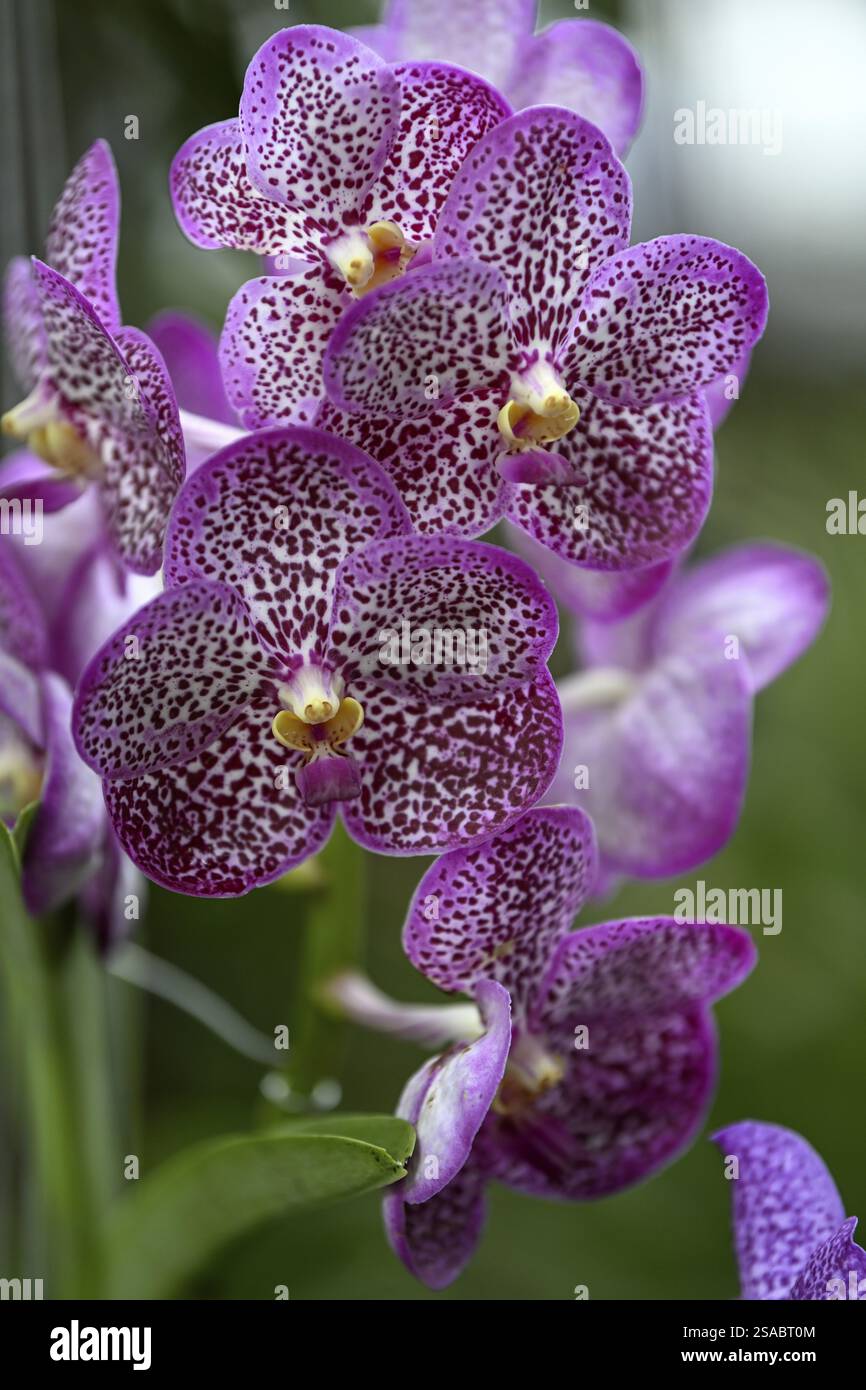 Orchid in Uncle Niyom's orchid garden, flowers, near Wat Saphan, Taling Chan district, Bangkok ...