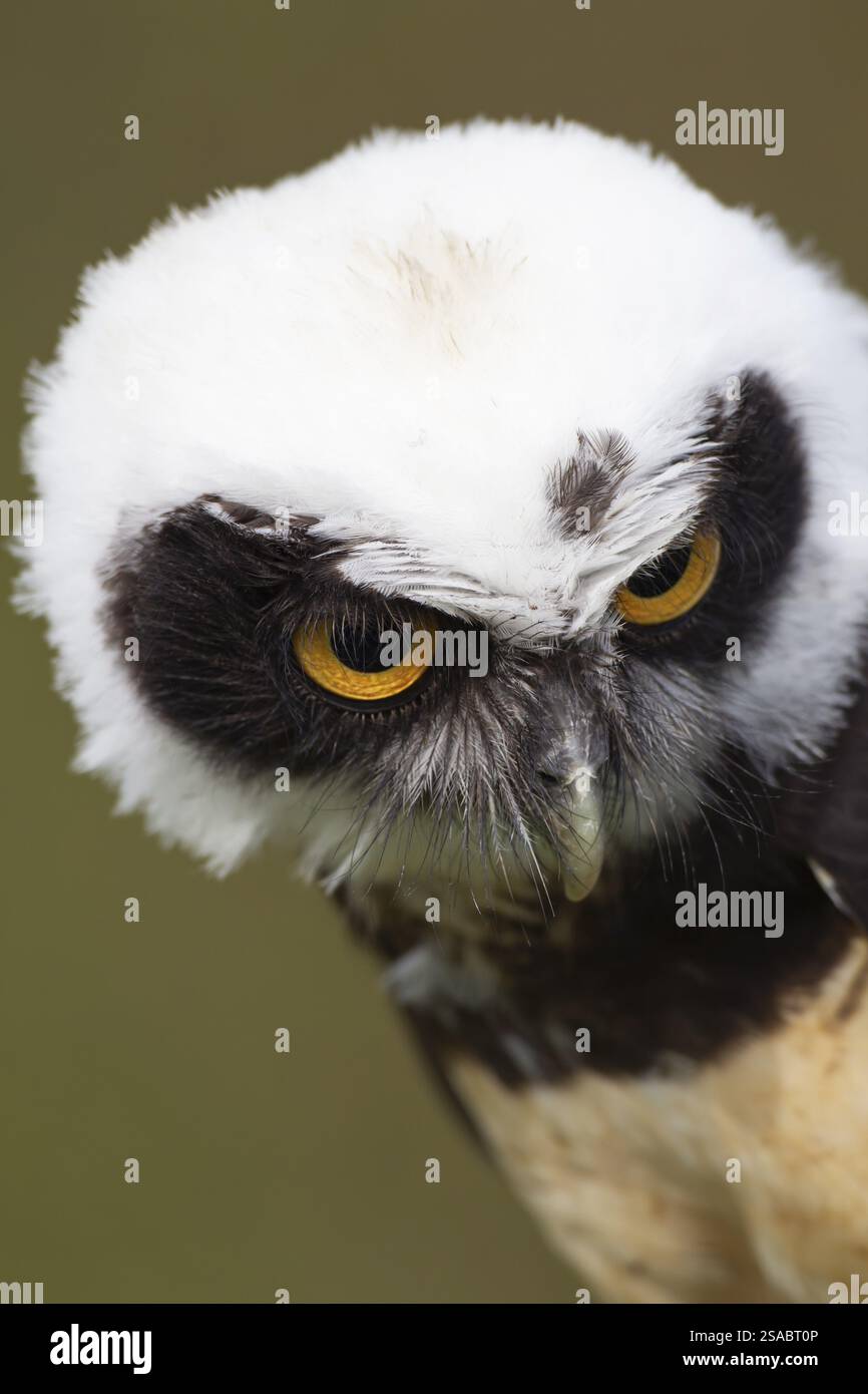 Portrait captive spectacled owl hi-res stock photography and images - Alamy