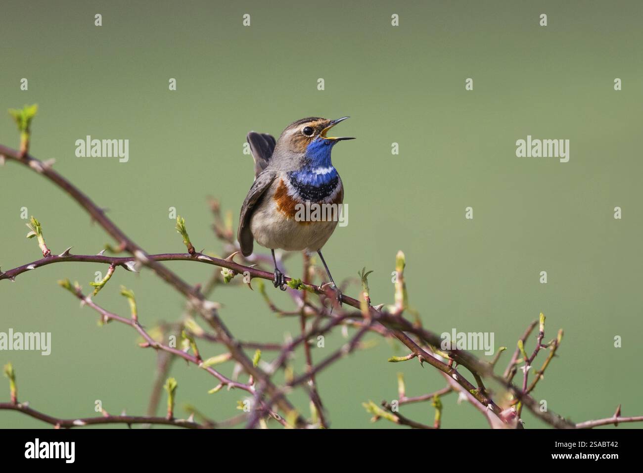Bluethroat (Luscinia svecica cyanecula), adult male, singing and ...